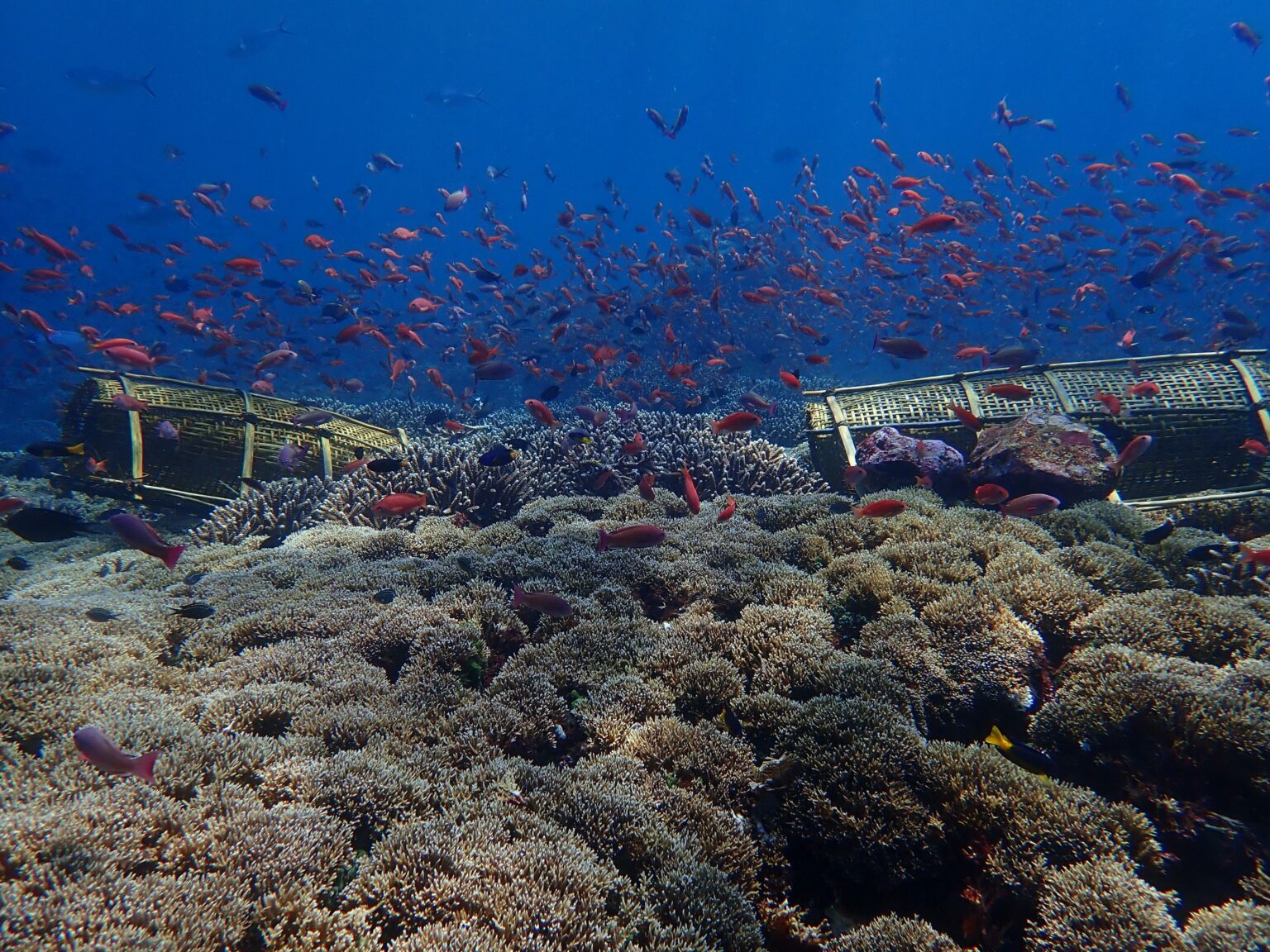 Experience scuba diving in Alor | Abyss Ocean World