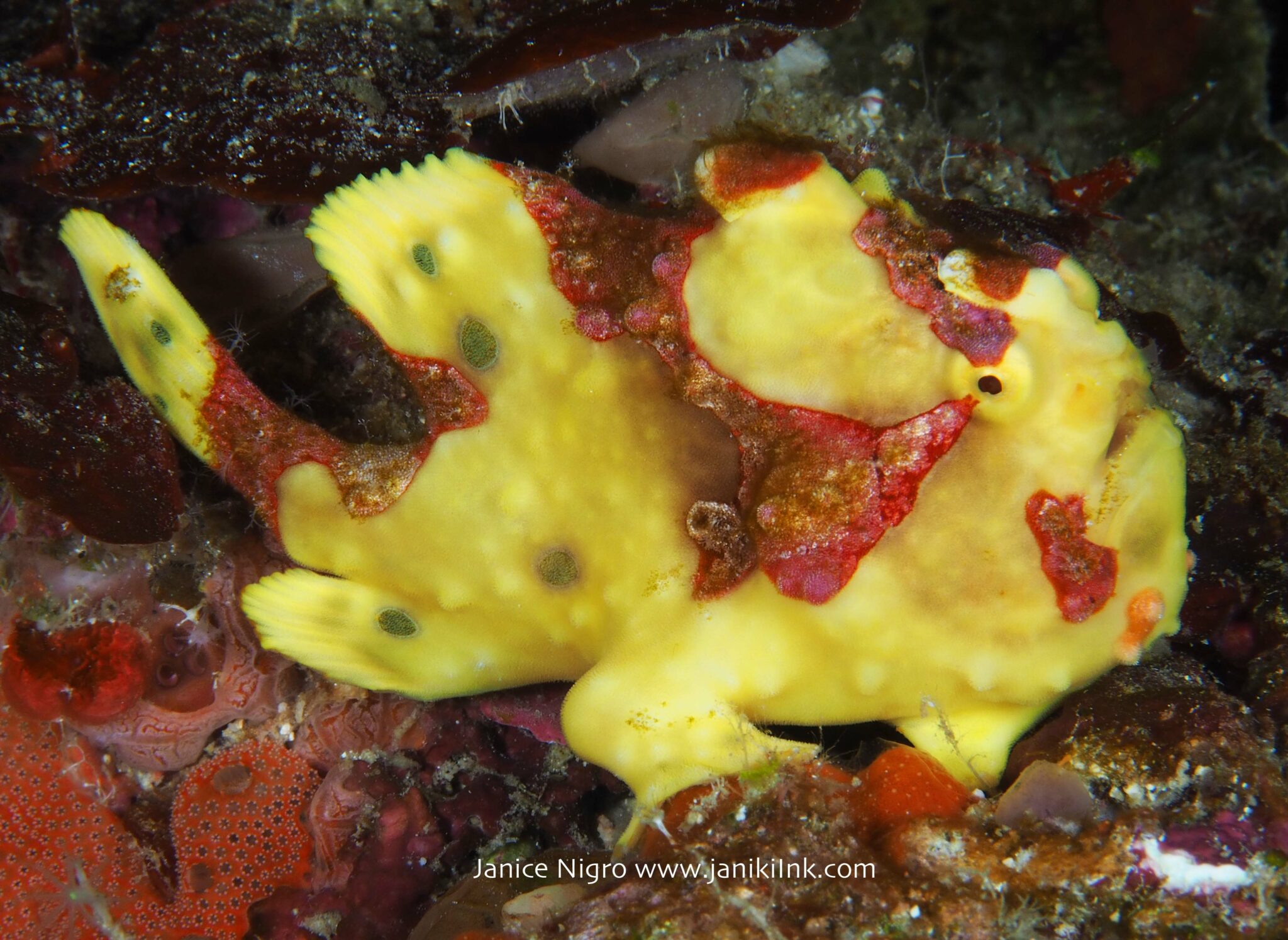 All the reasons why you want to dive in Alor, Indonesia | Abyss Ocean World