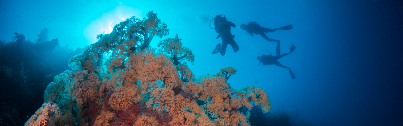 PADI Deep Diver Certification - Bali | Abyss Ocean World
