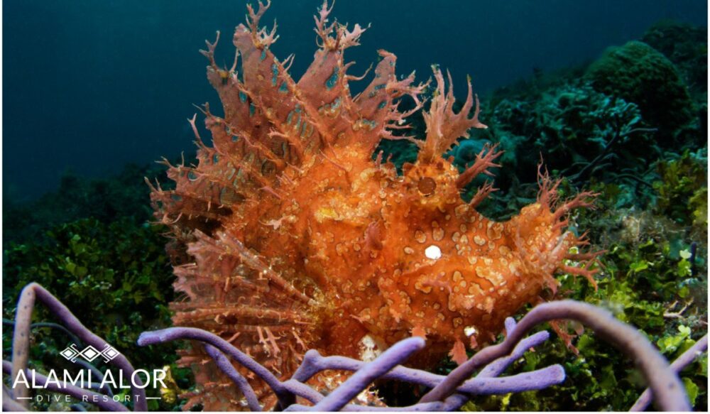 Alor | Dive Safari | Resort Abyss Ocean World