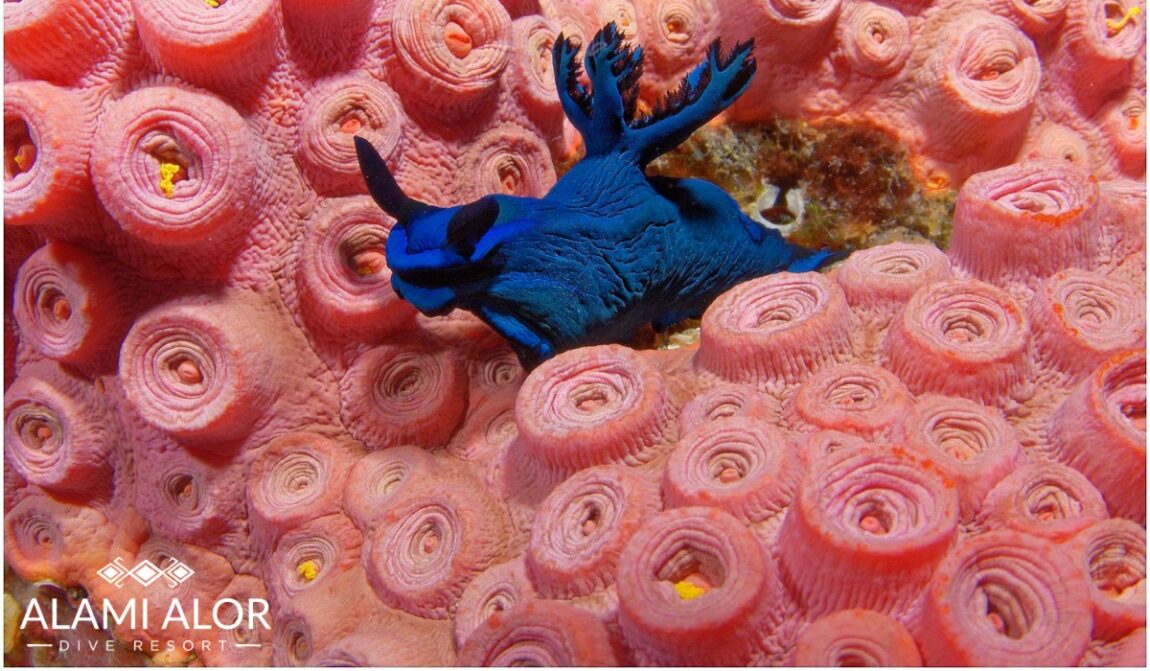 Alor | Dive Safari | Resort Abyss Ocean World