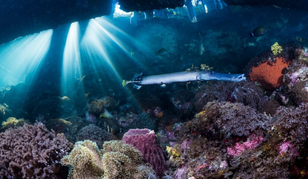 Alor | Dive Safari | Resort Abyss Ocean World