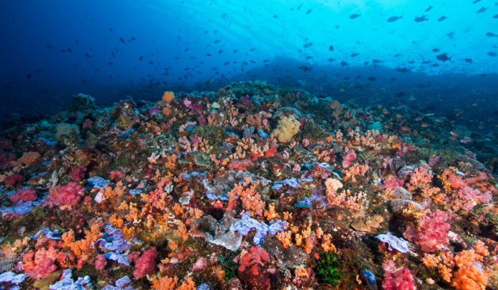 Halmahera | Diving Liveaboard | Abyss Ocean World